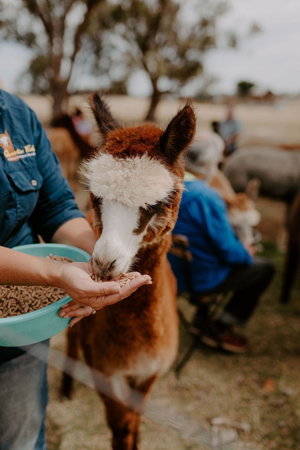 Alpaca Farm Experiences, Cafe & Farm Shop | Peterborough SA | Quentin ...
